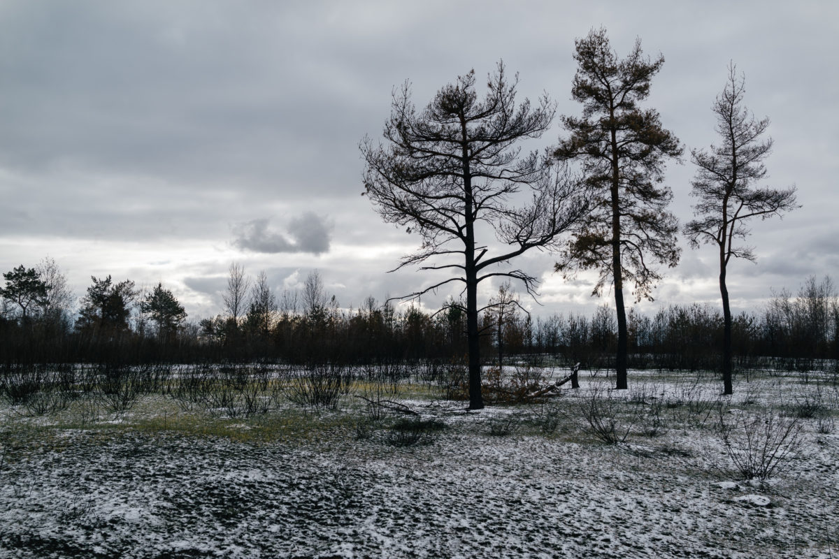 Wild field – Tipping Point Magazine